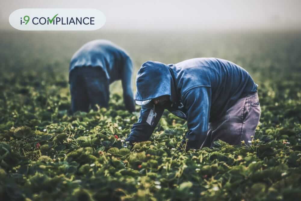 H-2A Work Visas Revamped in Farm Workforce Modernization Act